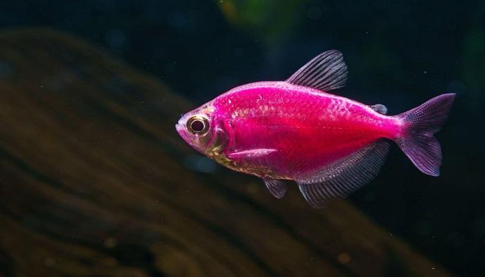 Ikan Congo Tetra: Karakteristik & Panduan Perawatan - IkanPedia